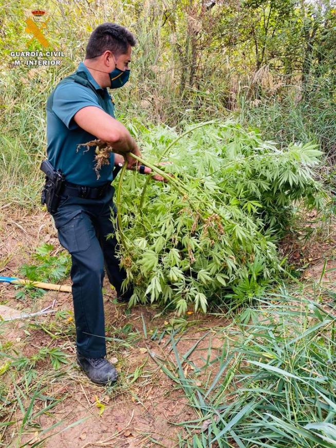 Desmanteladas dos plantaciones de marihuana en un huerto y una casa de Alhama de Aragón y Bujaraloz