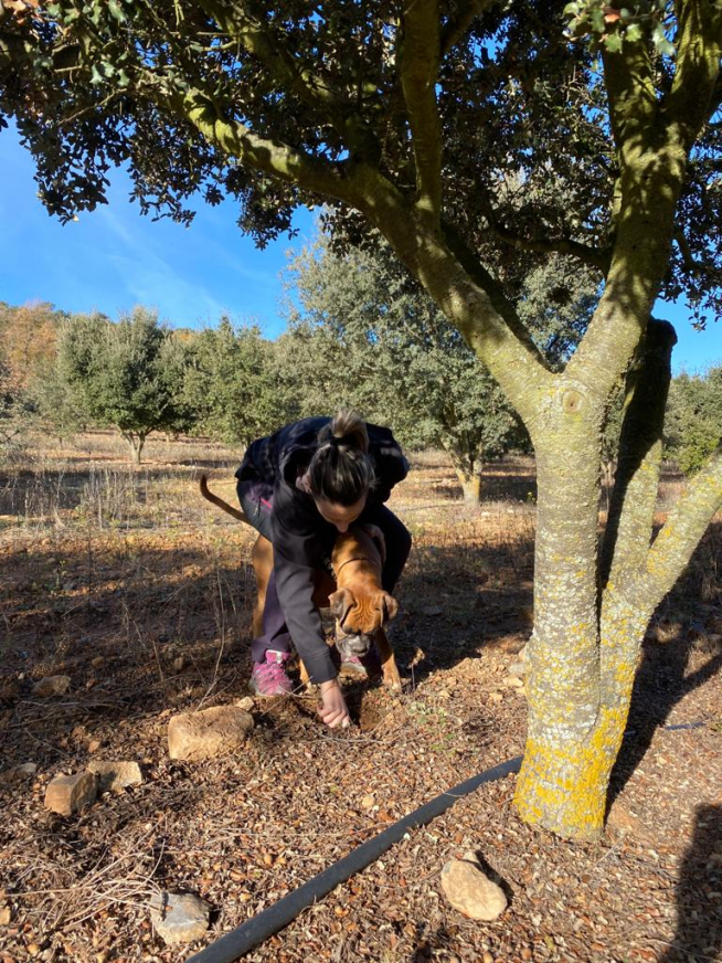 La trufa negra se convierte en un motor de desarrollo del Alto Aragón ...