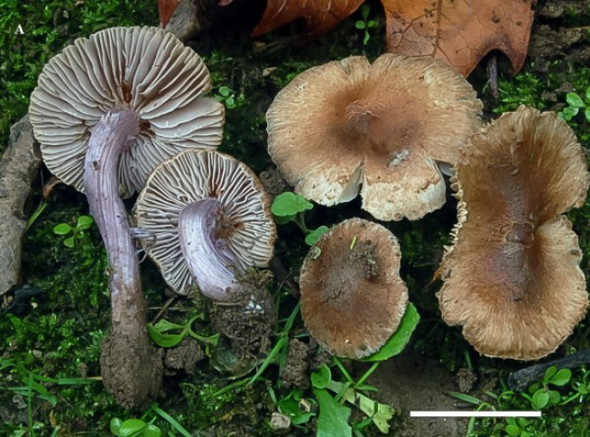 Descritas dos nuevas especies de setas halladas en el Parque Grande de ...