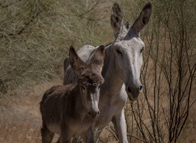 El asno de pura raza andaluza se resiste a su extinción
