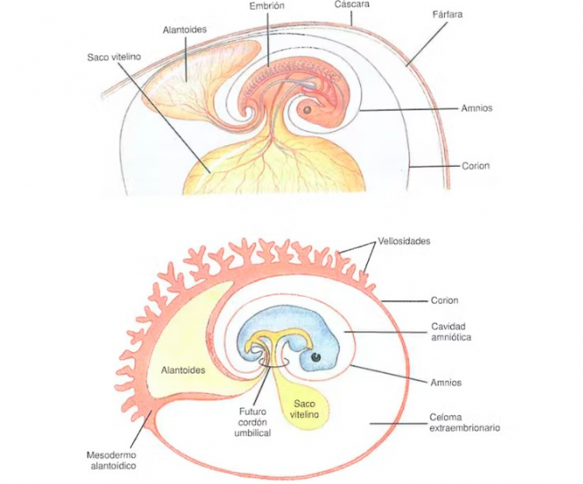 El diagnóstico prenatal, una cuestión de huevos… reptilianos