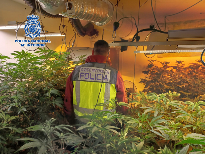 Detienen a un hombre que cultivaba marihuana a gran escala en un chalet de Zaragoza