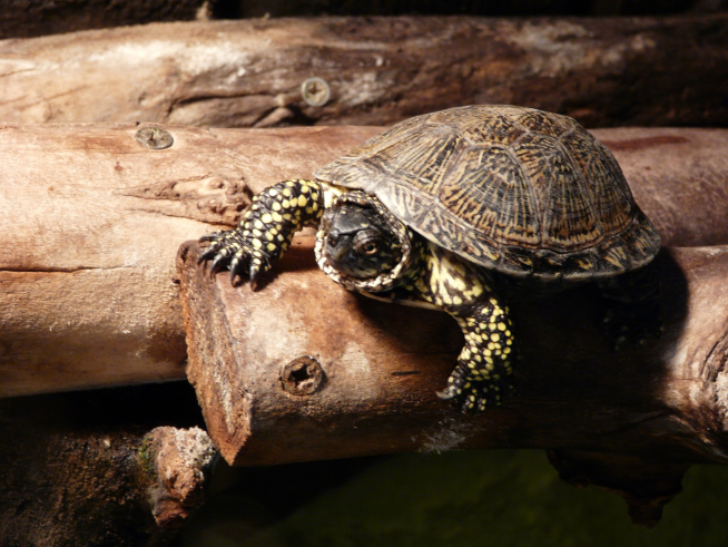 Aragón cuenta con 12 especies en peligro crítico y 43 en peligro