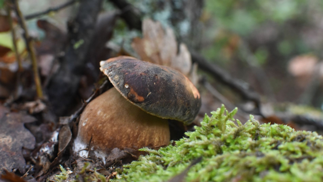 Recetas con setas: croquetas de boletus