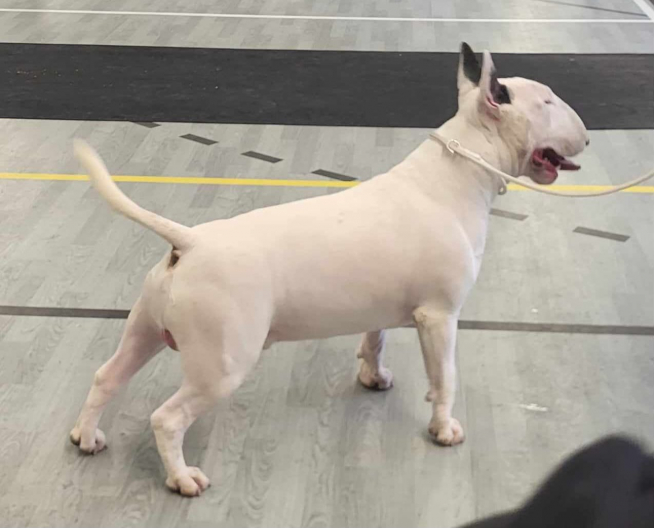 De Teruel a Holanda para convertirse en el Mejor Bull Terrier del Mundo