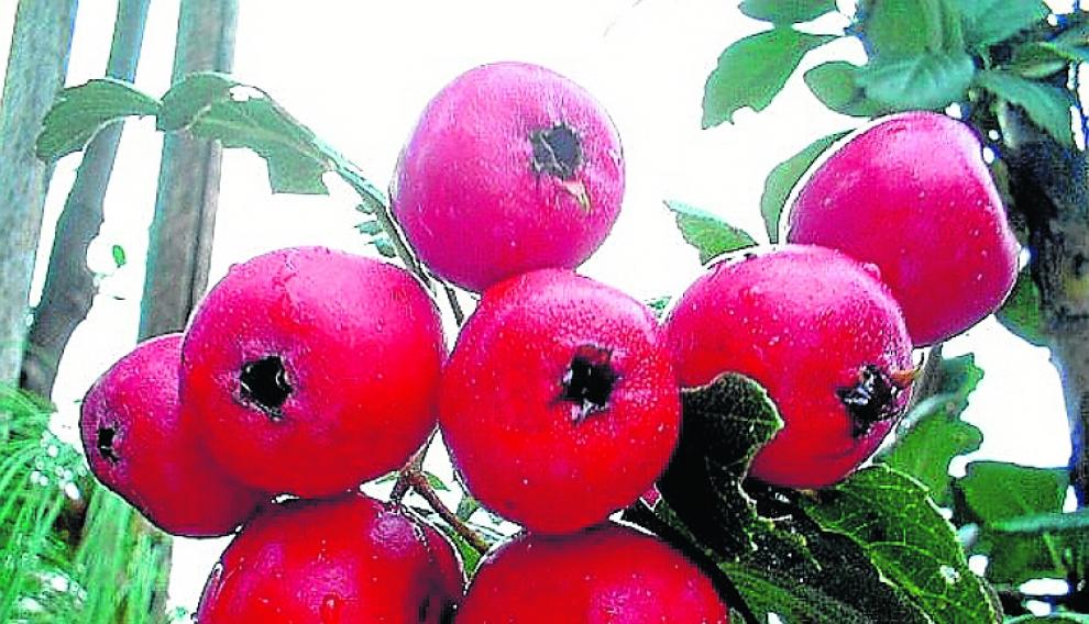 El acerolo o zerolla, una fruta olvidada