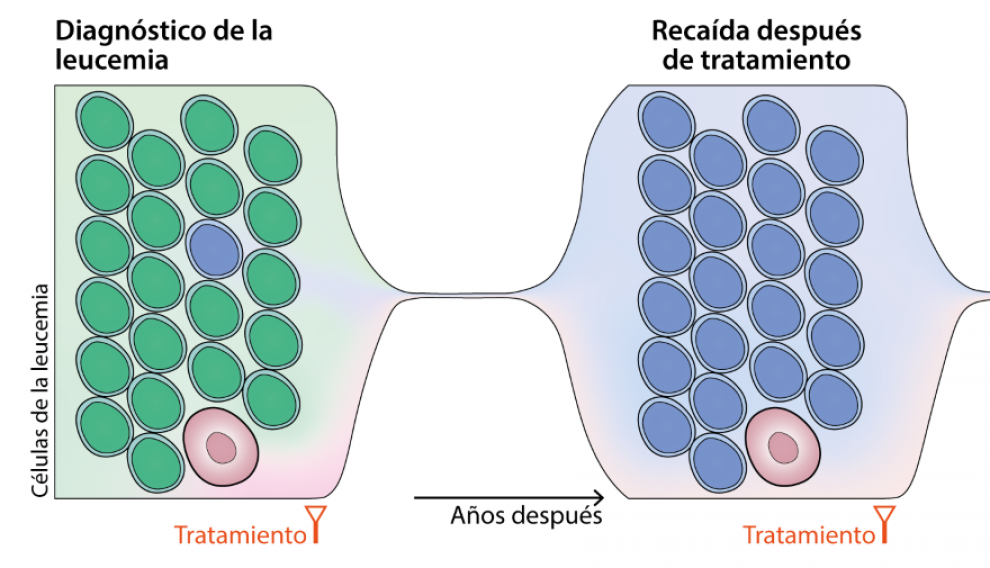“Las células malas de la leucemia podrán ser inertes y bloquearlas ...
