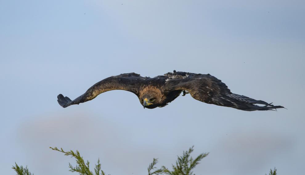 Tierra Rapaz atractivo turístico para los aragoneses