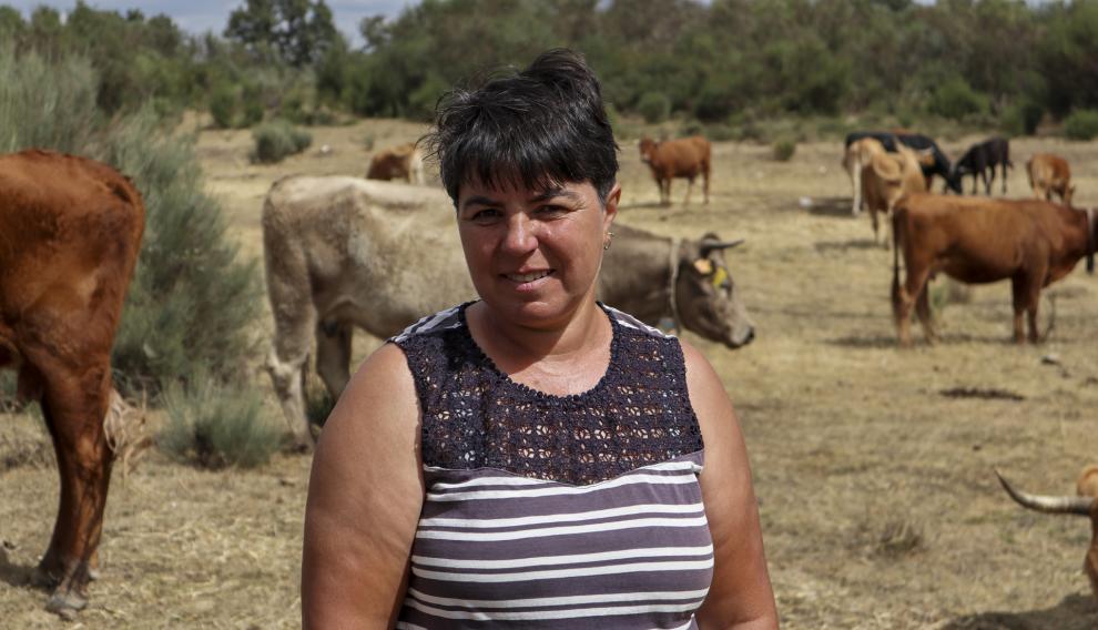 8 preguntas con respuesta de la nueva enfermedad hemorrágica del vacuno que afecta a Aragón