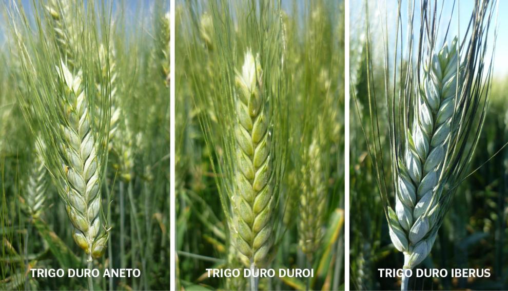 Los trigos duros de Agromonegros mejoran la rentabilidad de tu cosecha