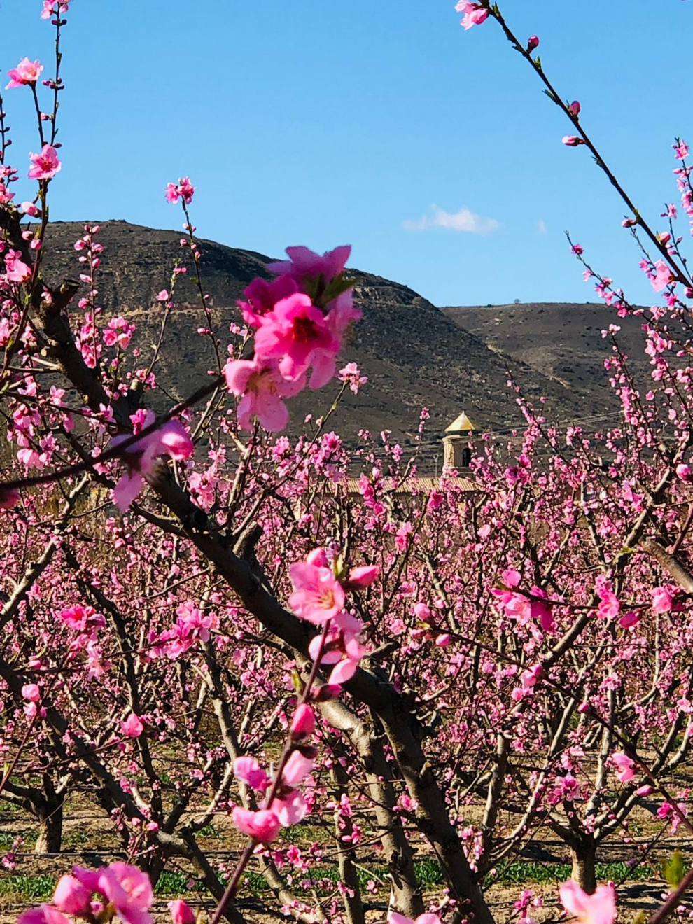 Ruta por los frutales en flor | Imágenes