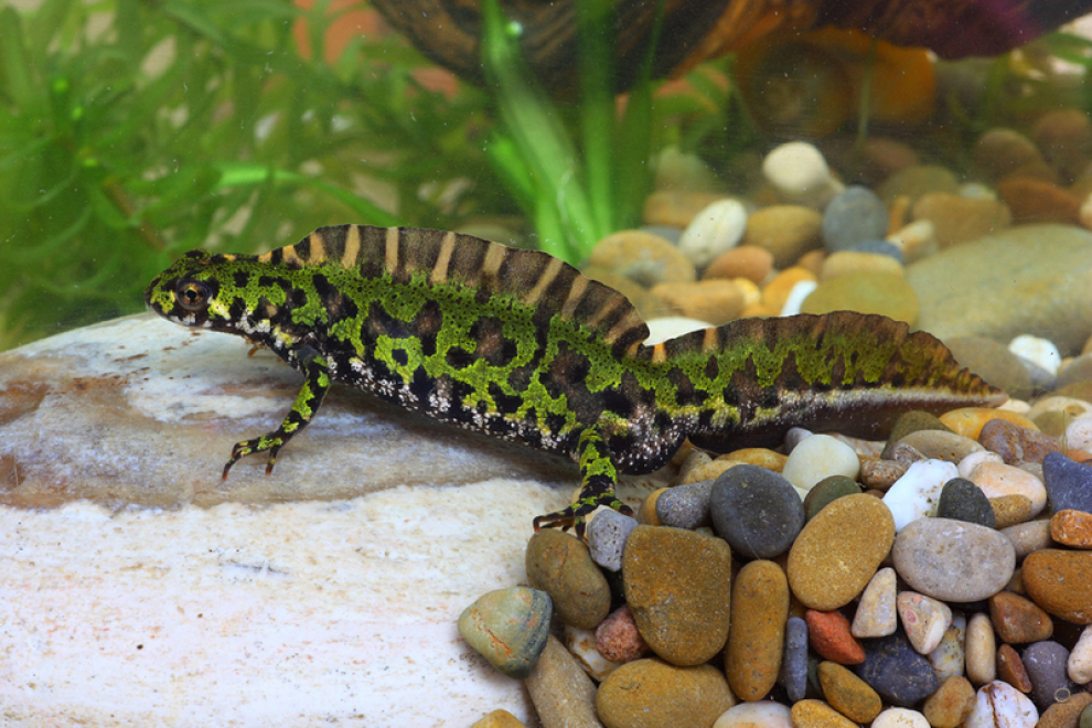 Animales característicos de Aragón | Imágenes