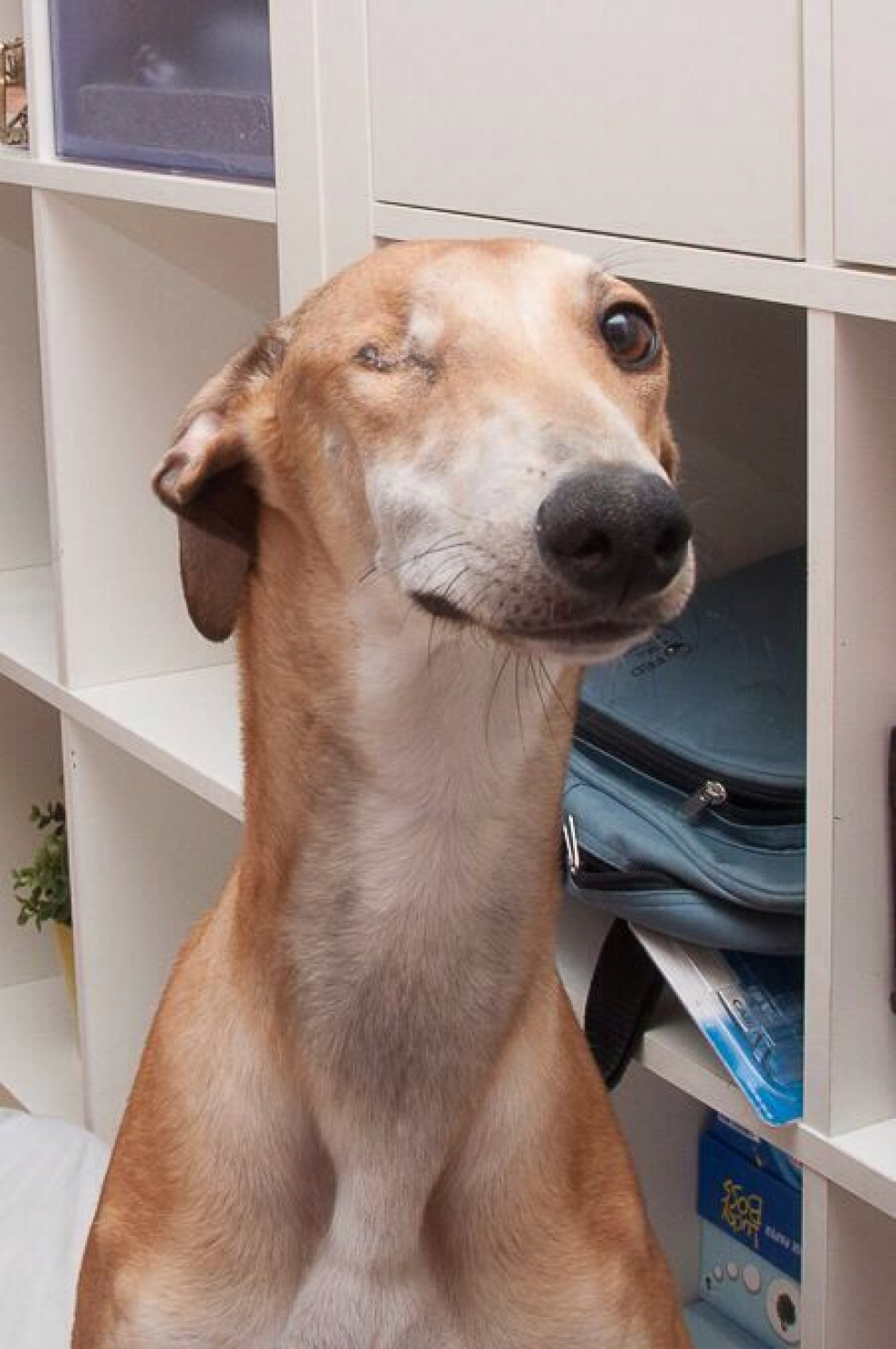 Algunos de los perros rescatados por Galgo Leku | Imágenes