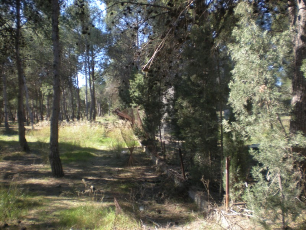 Estado de los pinares de Venecia tras el parque de atracciones