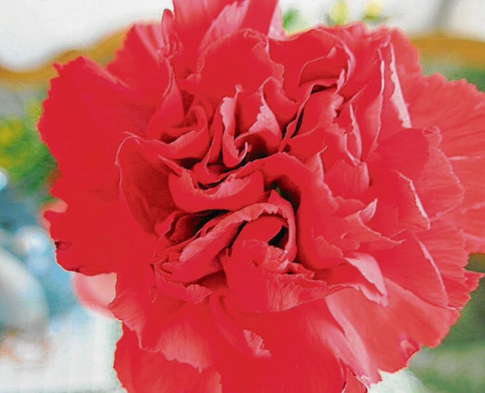 Las flores de la Pasión