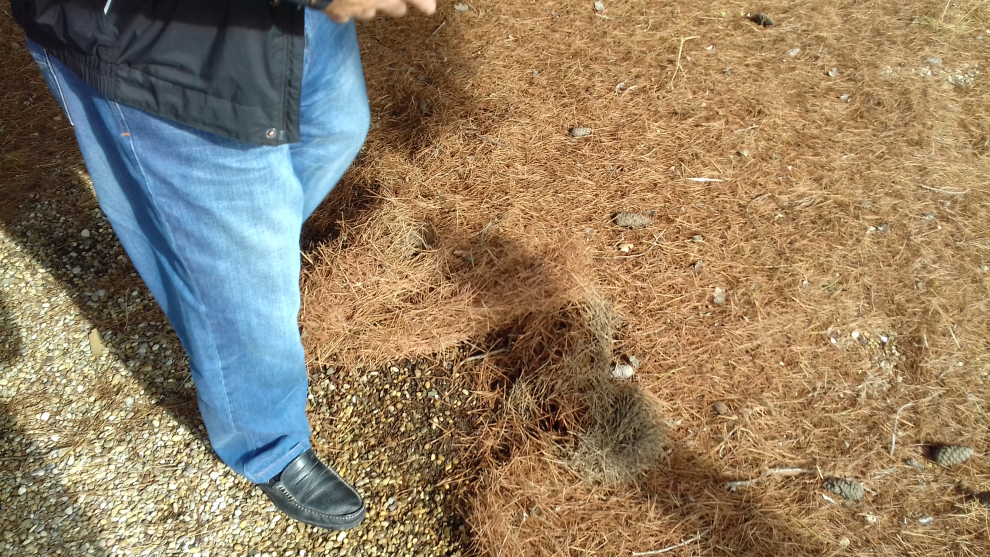 Pinaza sin recoger en Alto de La Muela | Imágenes