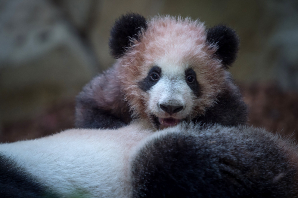 Fotos: Un panda gigante en un zoo francés | Imágenes