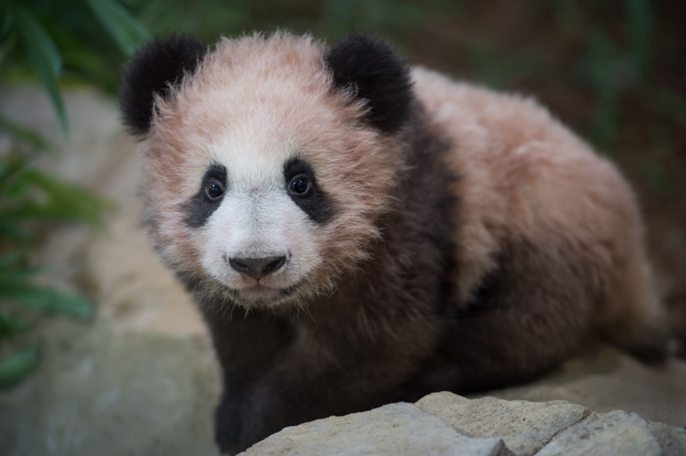 Foto: Un panda gigante en un zoo francés | Un panda gigante en un zoo ...