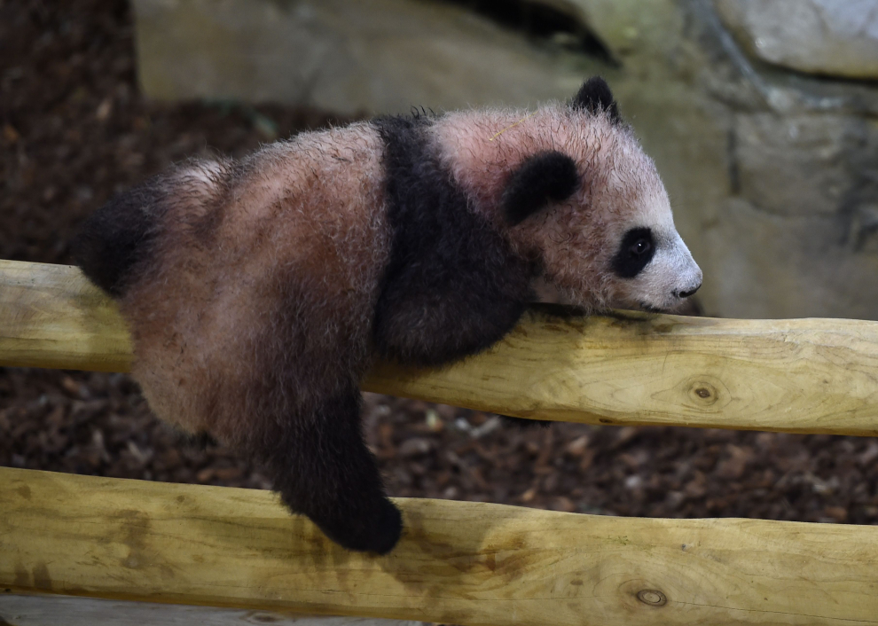 Fotos: Un panda gigante en un zoo francés | Imágenes