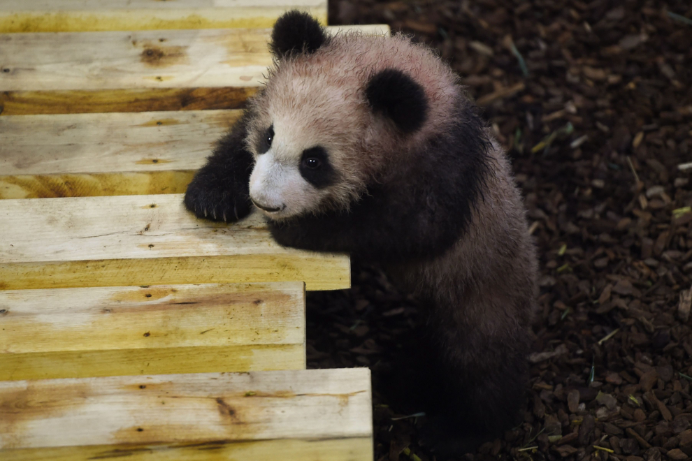 Fotos: Un panda gigante en un zoo francés | Imágenes