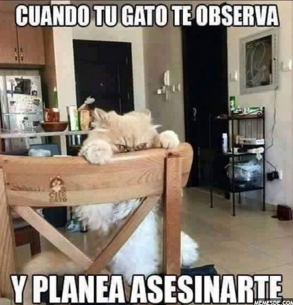 Memes: el humor está en las redes