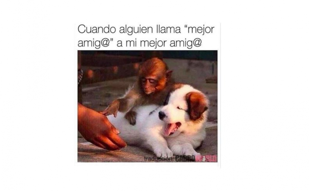 Foto: Memes en redes sociales 9 | Entre voto y voto: memes para desconectar