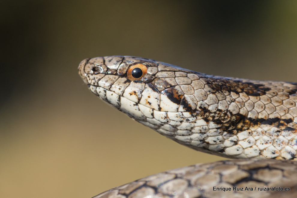 Las serpientes más habituales en Aragón | Imágenes