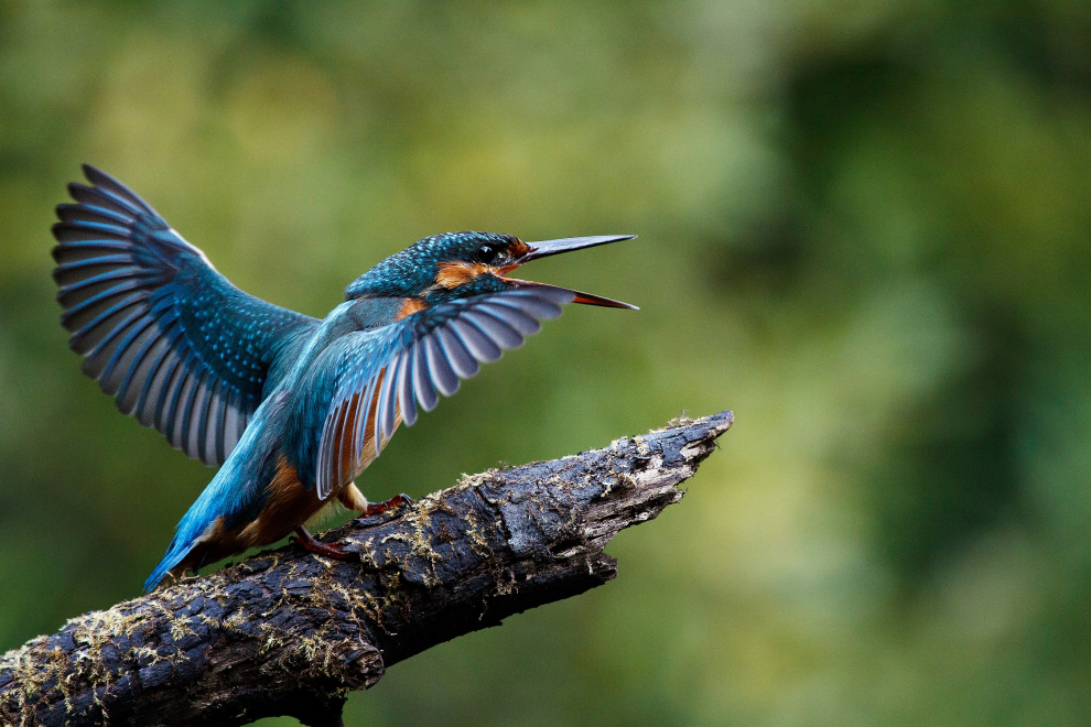 Foto: MartaJosaLens-Grito | Los animales más 'guapos', en la DPZ