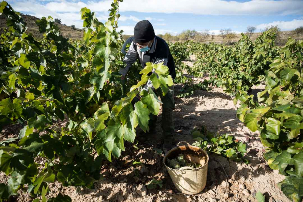 Fotos de Bodegas Paniza | Imágenes