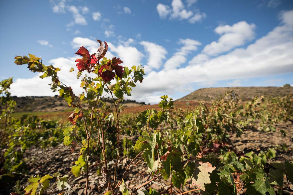 Fotos de Bodegas Paniza | Imágenes