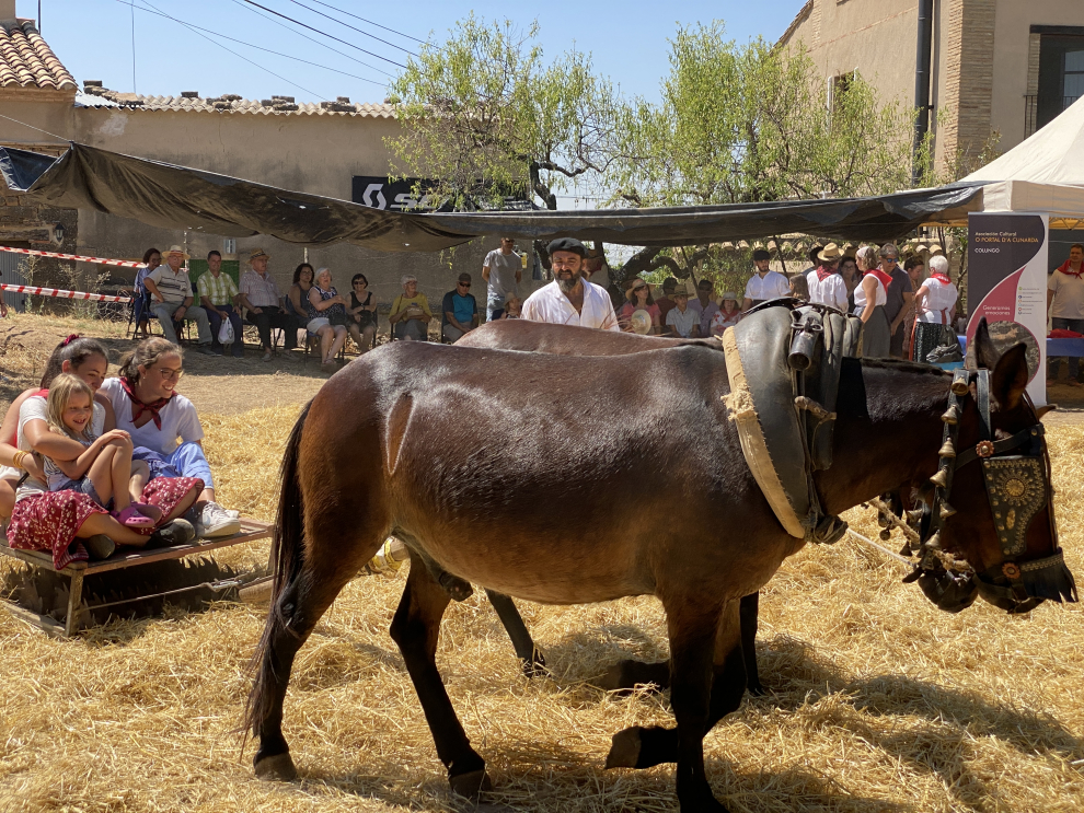 Foto: Colungo | Imágenes de la XIV Fiesta de la Trilla y la Siega en ...