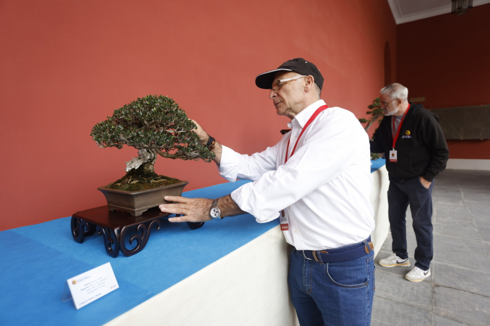 Fotos de la exposición de bonsáis en el patio del Museo de Zaragoza ...