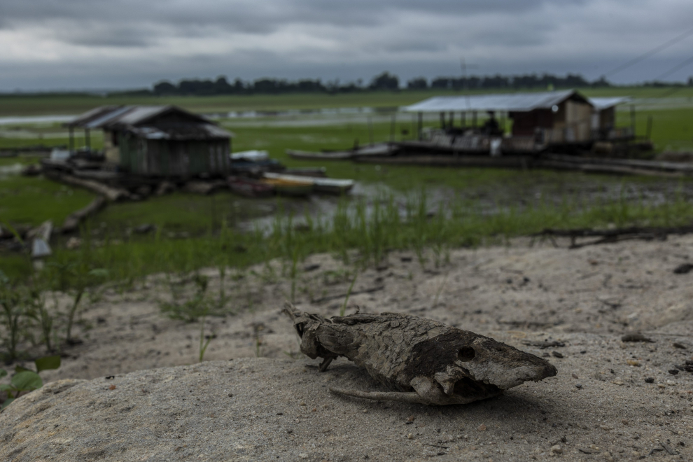 Sequía en el Amazonas | Imágenes Sequía en el Amazonas | Imágenes