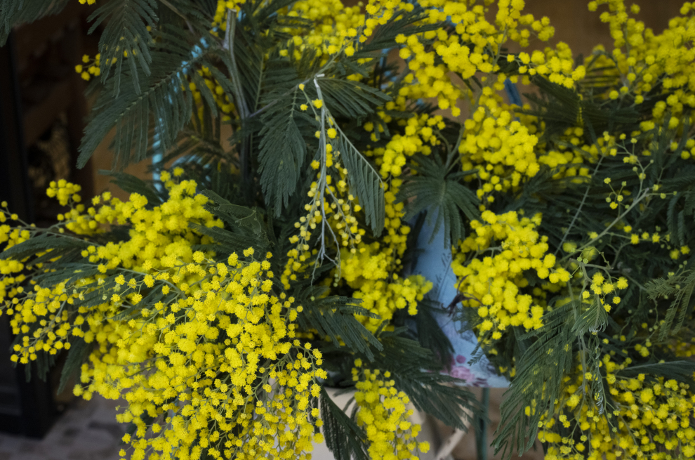 Imágenes de ramos de mimosas | Imágenes