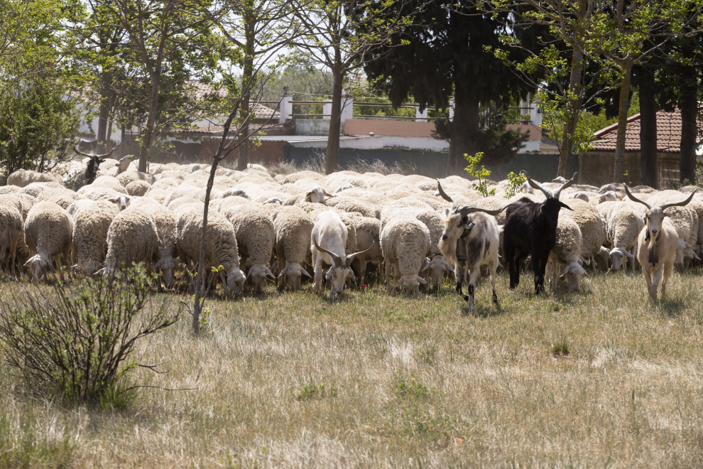 Fotos de ovejas afectadas por la mosca negra: el ganadero Roberto ...