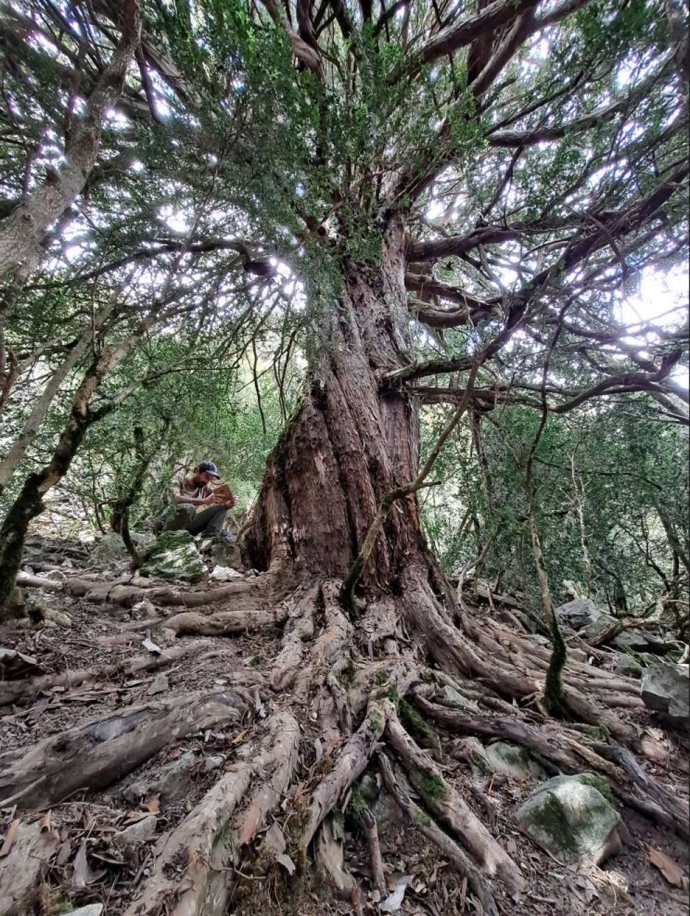Así son los tejos localizados en Ordesa | Imágenes