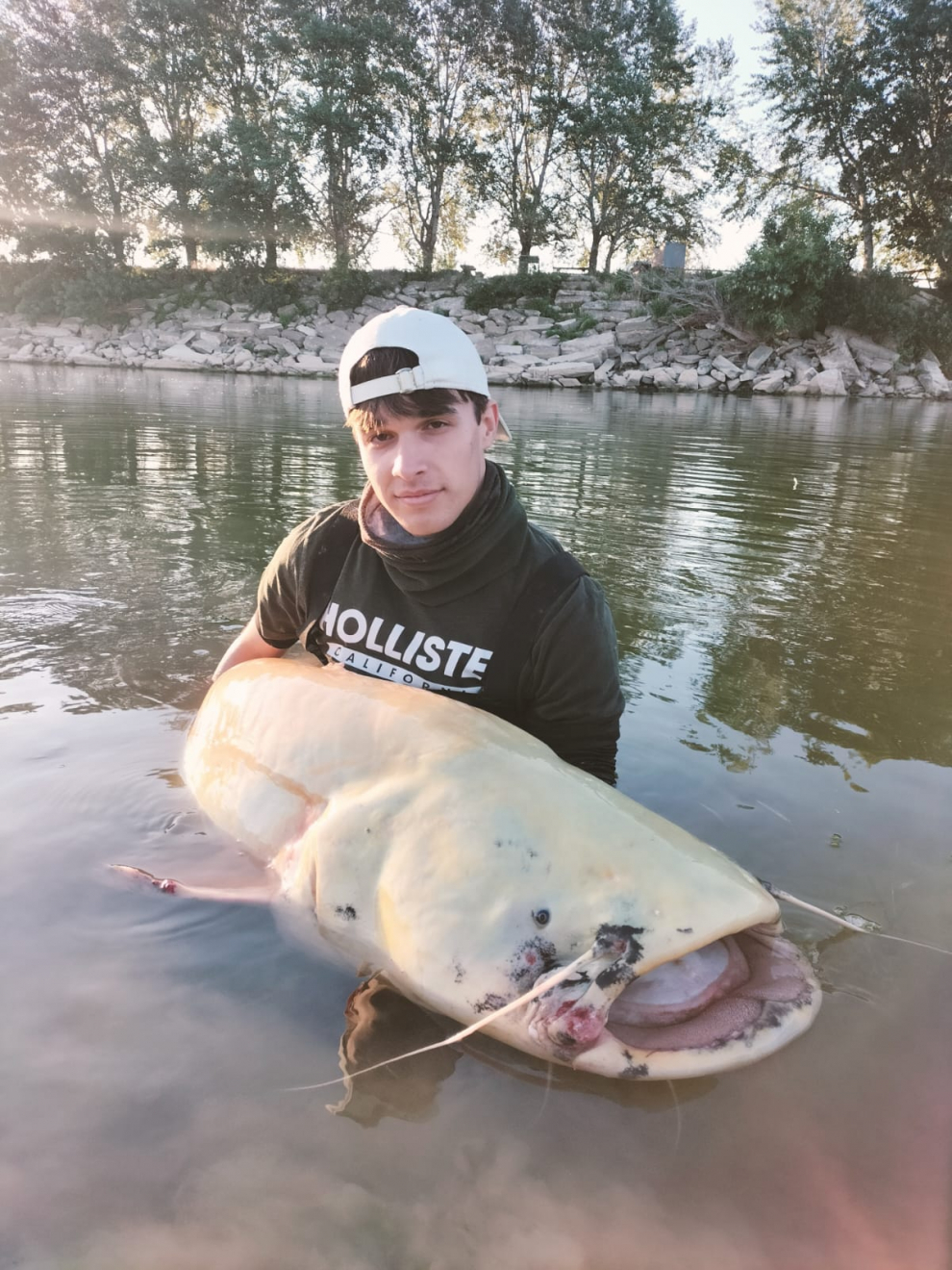 Fotos del gran siluro albino capturado en el río Ebro en Zaragoza ...