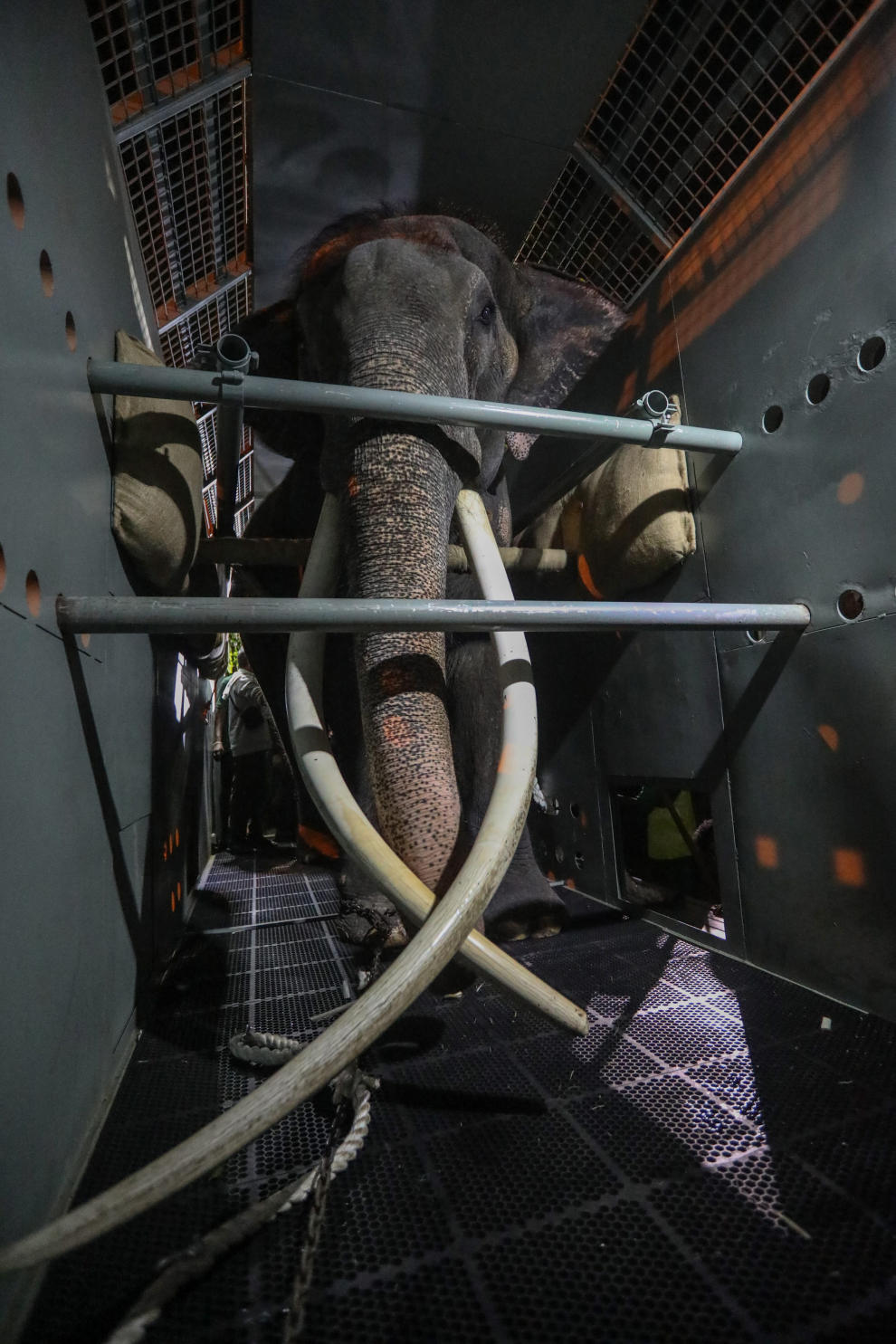 Fotos del traslado del elefante conocido como Muthu Raja de Sri Lanka a ...