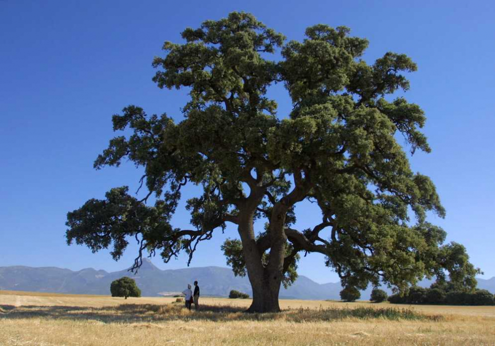 Fotos de algunos de los árboles y arboledas singulares de Aragón | Imágenes