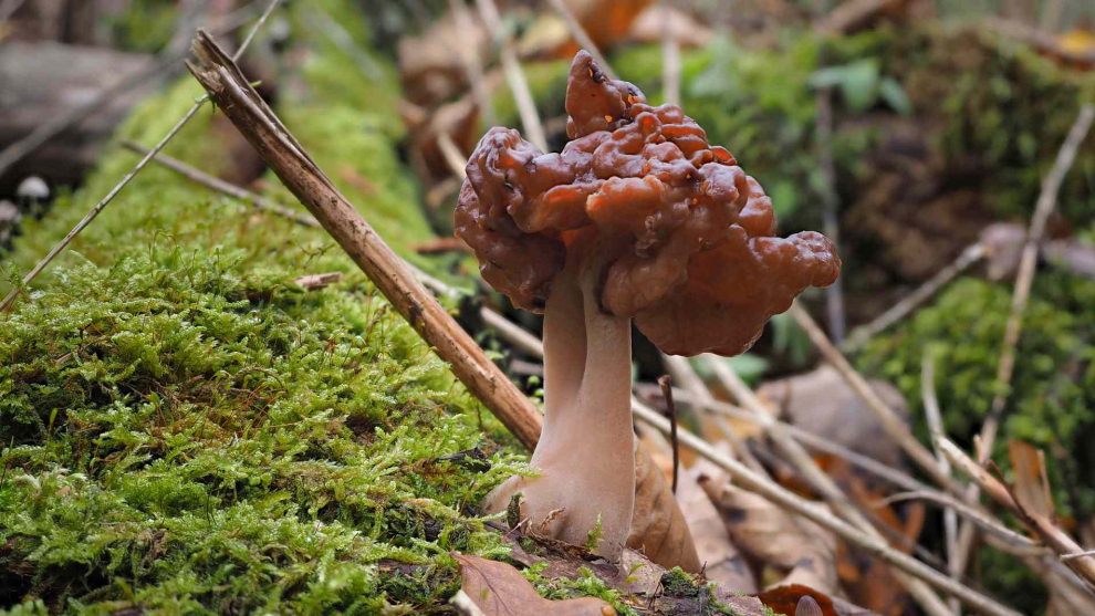 Fotos de las setas más venenosas de Aragón | Imágenes
