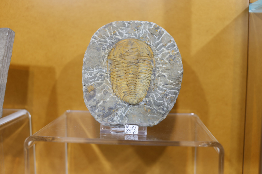 La tienda Tarsis busca relevo en Zaragoza