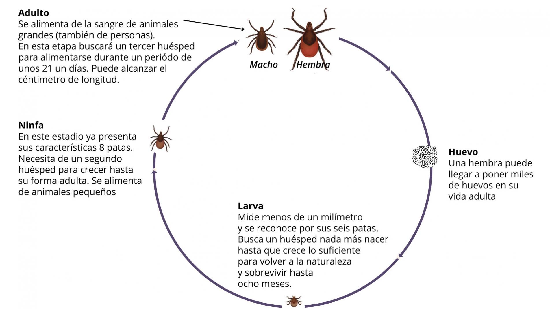 Así es el ciclo vital de la garrapata