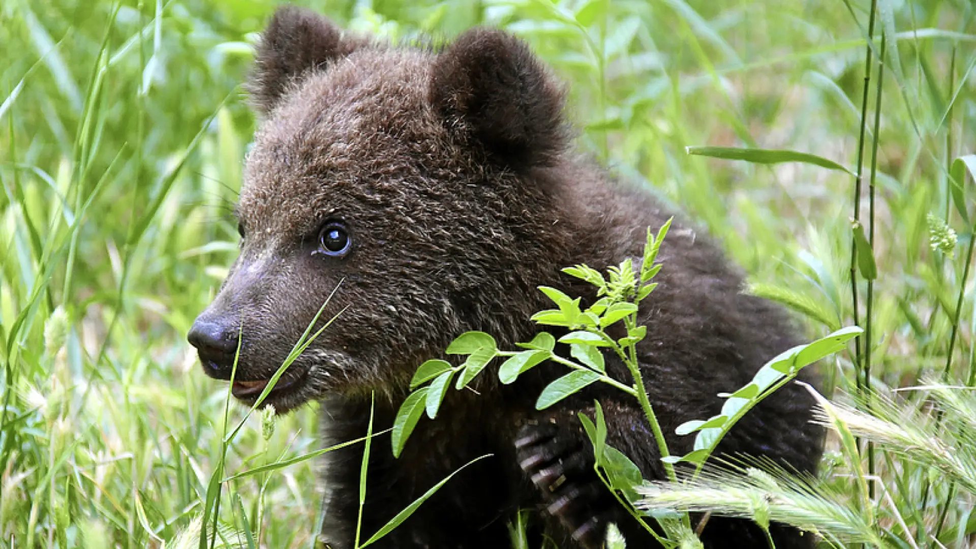 El osezno Aragón llega a Cabárceno