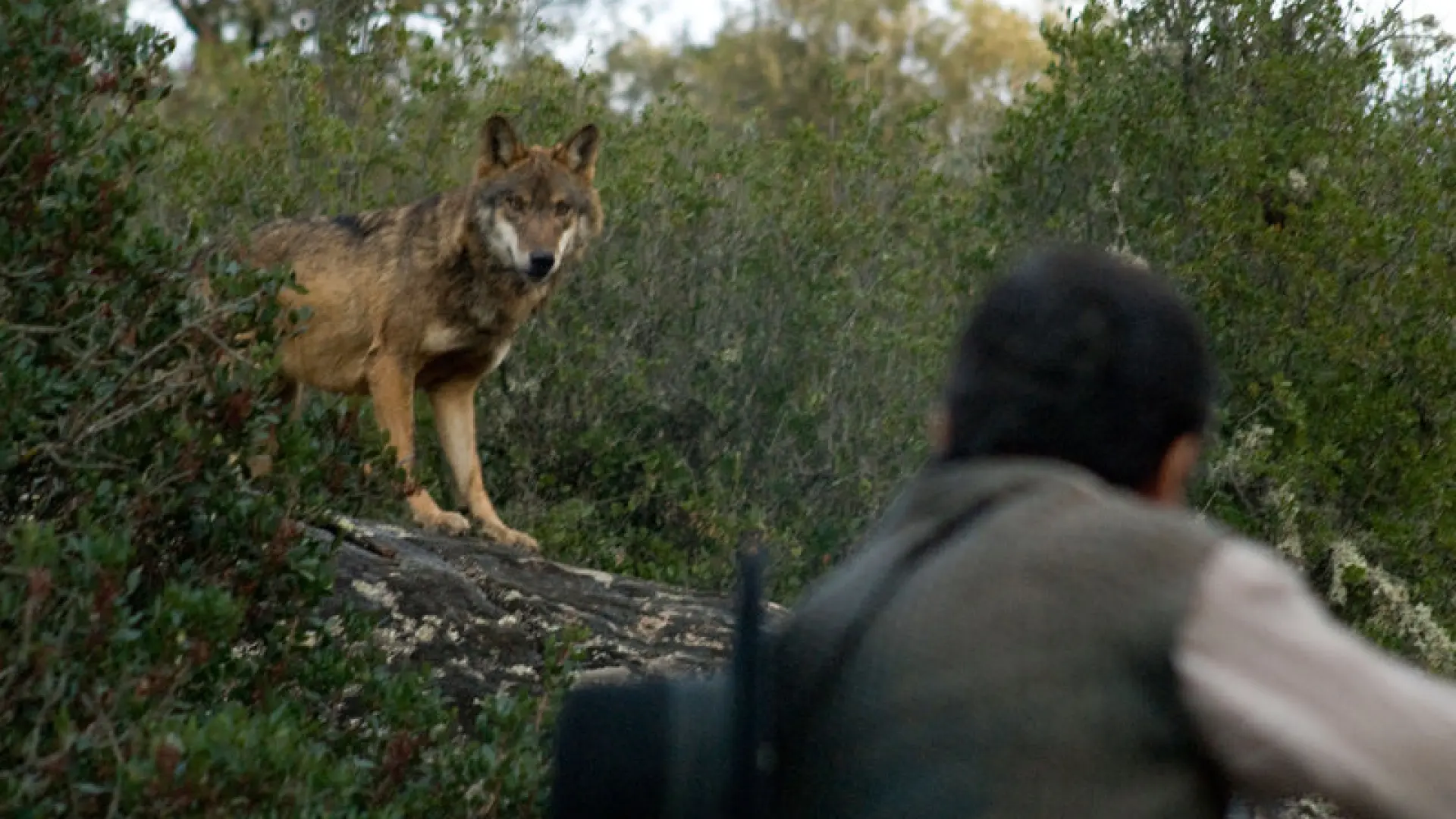 ¡Que viene el lobo!