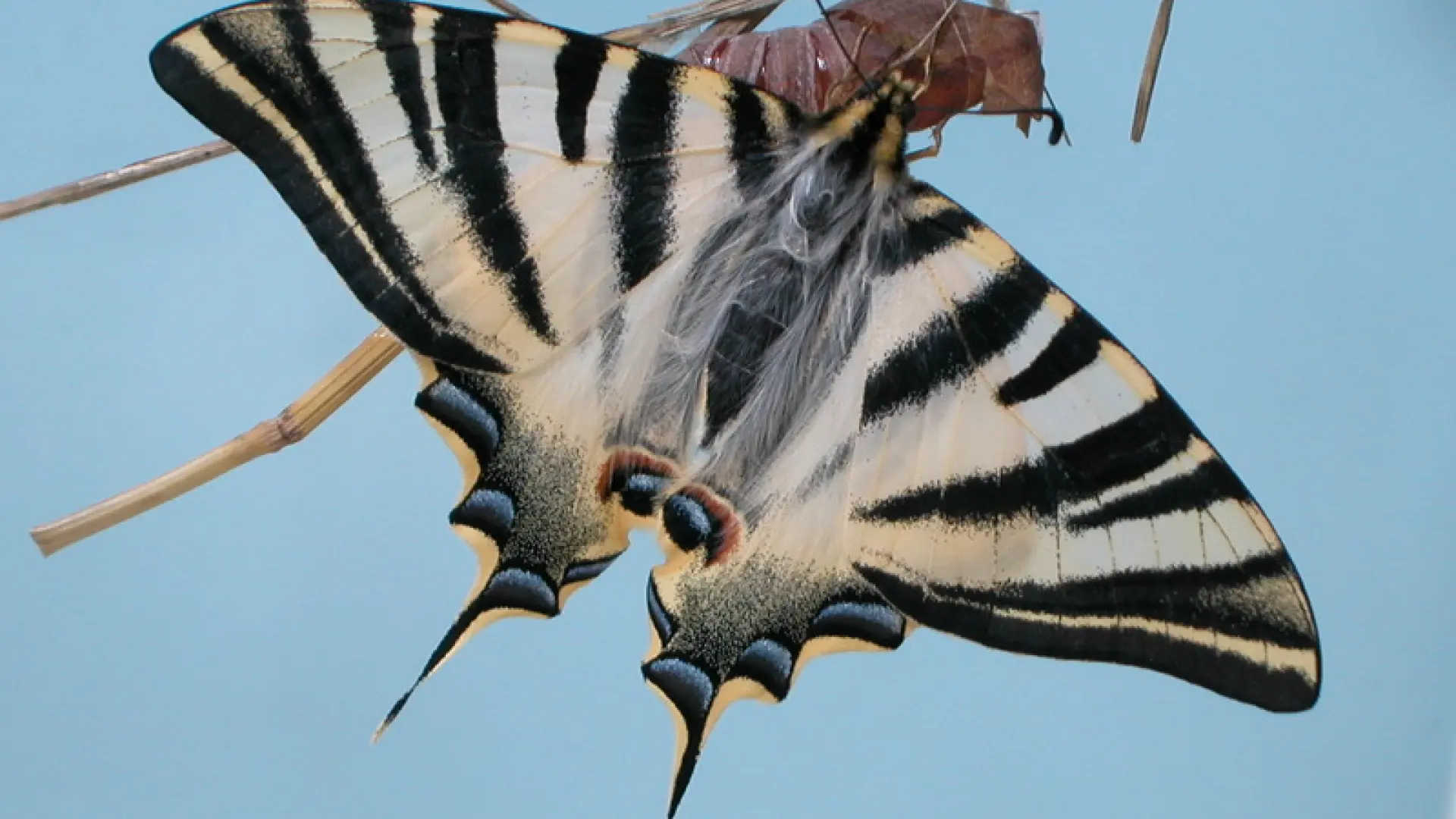 Crisálidas, cápsulas de vida alada