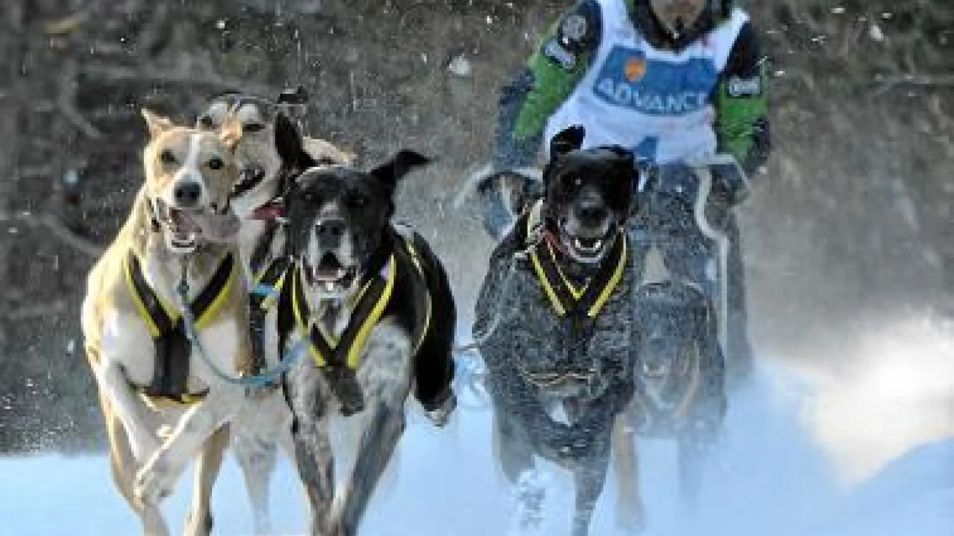 Pirena, fiel a su cita