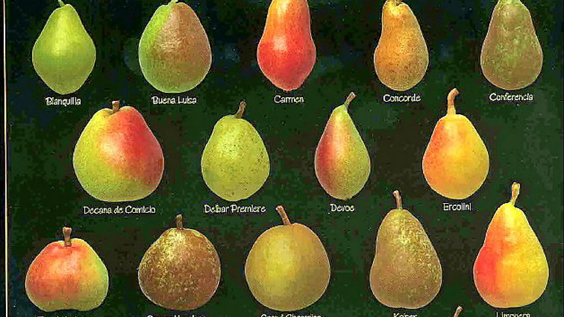 Peras, todas cuantas quieras