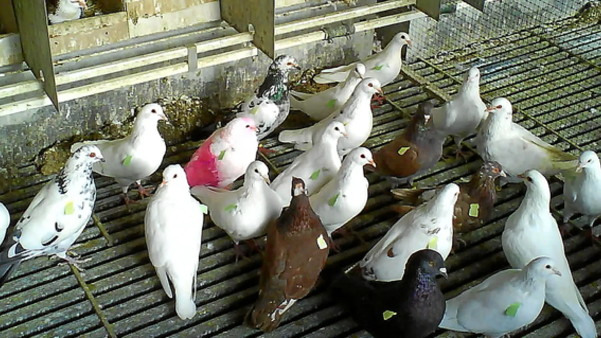 Los pichones, más agua y menos grasa que los animales adultos