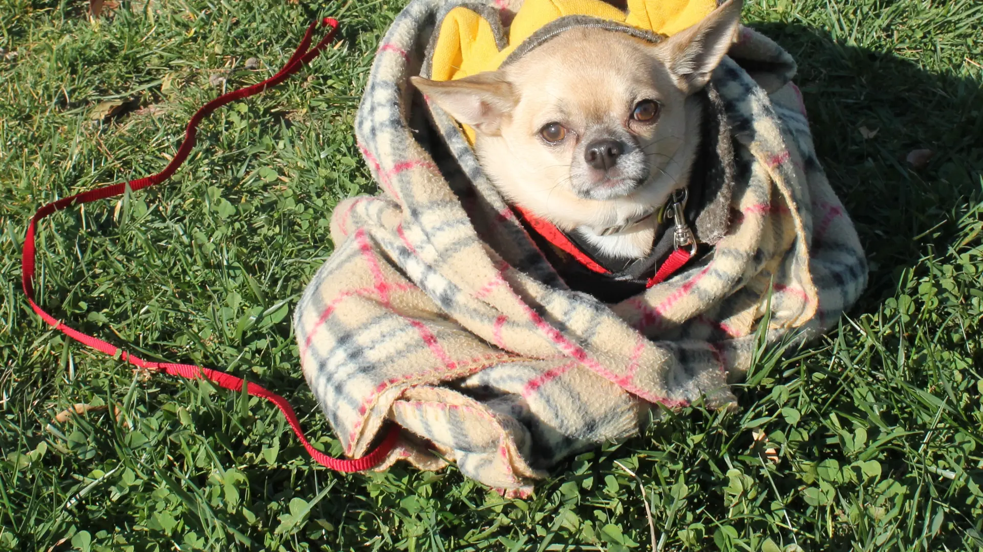 Blasco aplaude la aprobación unánime de la ordenanza de protección animal