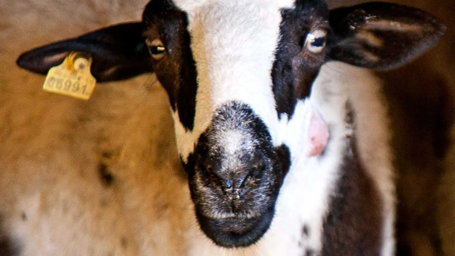 Mollejas, un auténtico manjar de la "Belle Époque" | Noticias de ...